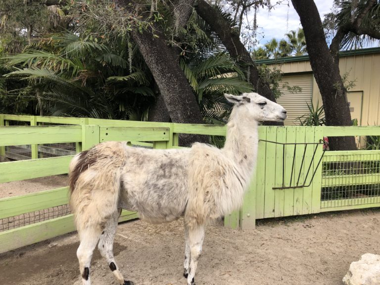 The Ultimate Guide to ZooTampa At Lowry Park - Tampa, Florida - Family