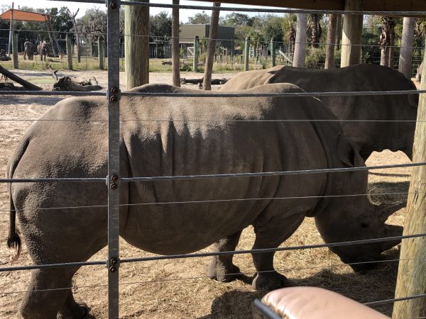 The Ultimate Guide to ZooTampa At Lowry Park - Tampa, Florida - Family