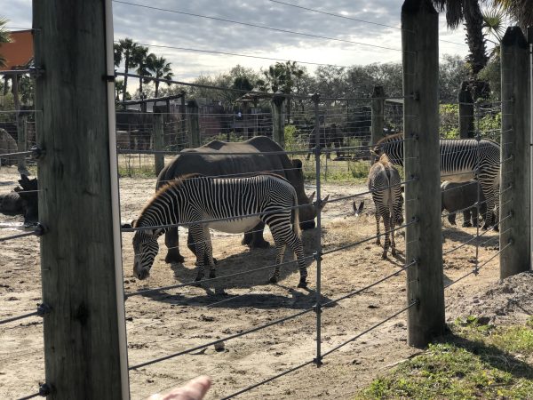 The Ultimate Guide to ZooTampa At Lowry Park - Tampa, Florida - Family