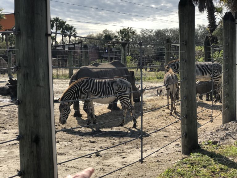 The Ultimate Guide to ZooTampa At Lowry Park - Tampa, Florida - Family