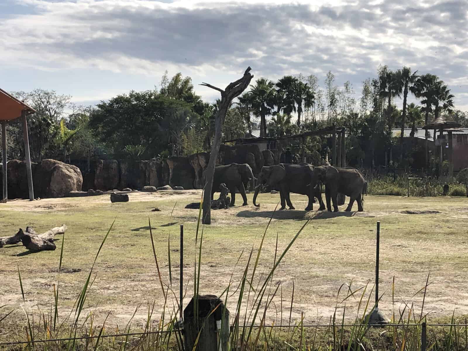 The Ultimate Guide to ZooTampa At Lowry Park - Tampa, Florida - Family