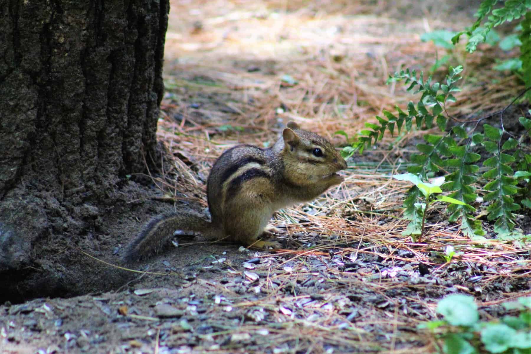 Everything You Need to Know About Camping at Indiana Dunes State Park,