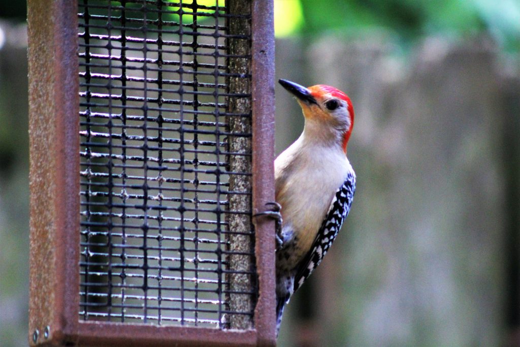 Indiana Dunes State Park Nature Center ~ Things You Should Know!