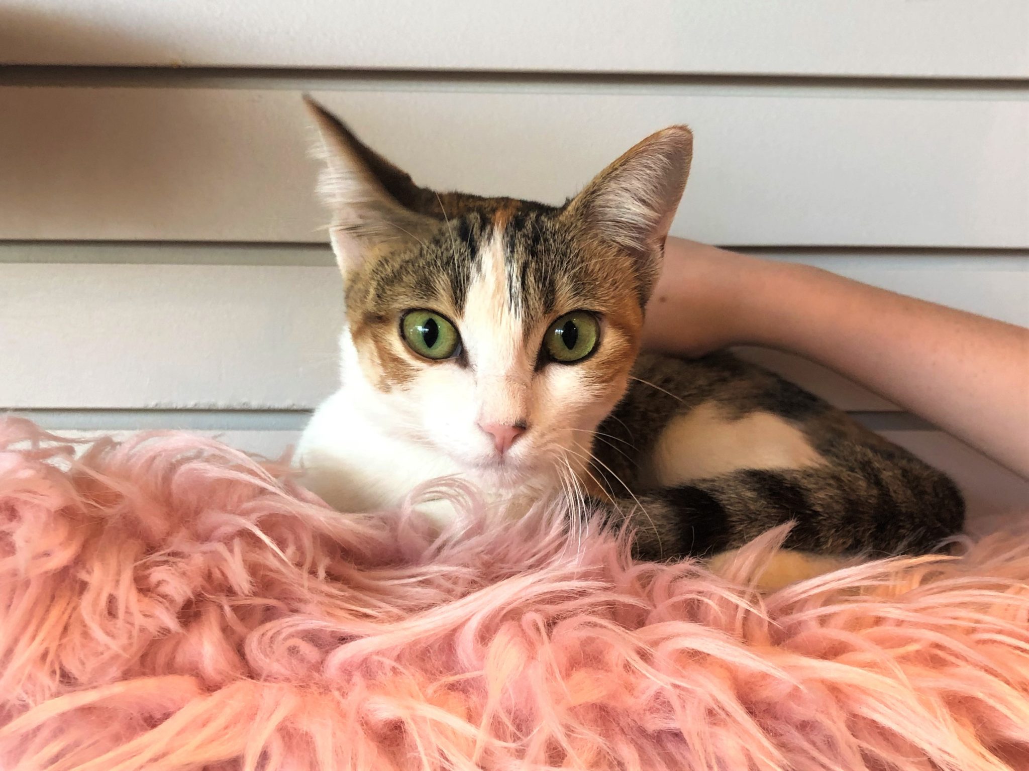 Does Maui Have a Cat Cafe? Yes! Check Out CAT CAFE MAUI Now!
