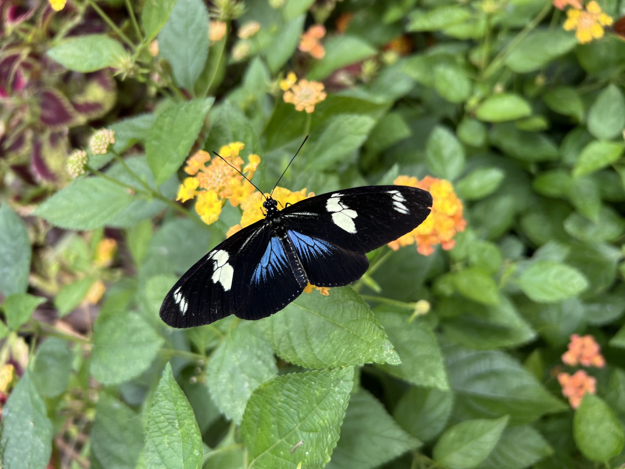 Discover the Magic of the Butterfly Houses on Mackinac Island